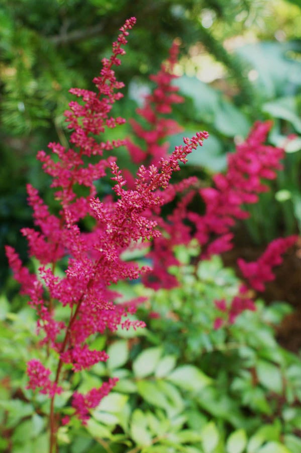 Red Astilbe